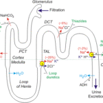 Diuretic effects - Renal Fellow Network