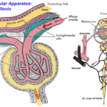 Review: The Juxtaglomerular Apparatus - Renal Fellow Network