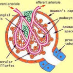 mesanagial cells - Renal Fellow Network