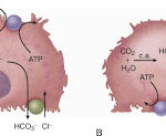 alpha & beta intercalated cells of the collecting duct - Renal Fellow ...
