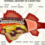 Structure & Function of Other Animals' Kidneys - Renal Fellow Network