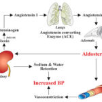 Basic Review: The Renin-Angiotensin-Aldosterone Axis - Renal Fellow Network
