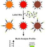 How Luminex Beads Work - Renal Fellow Network