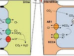 Pendrin – role in distal bicarbonate secretion - Renal Fellow Network