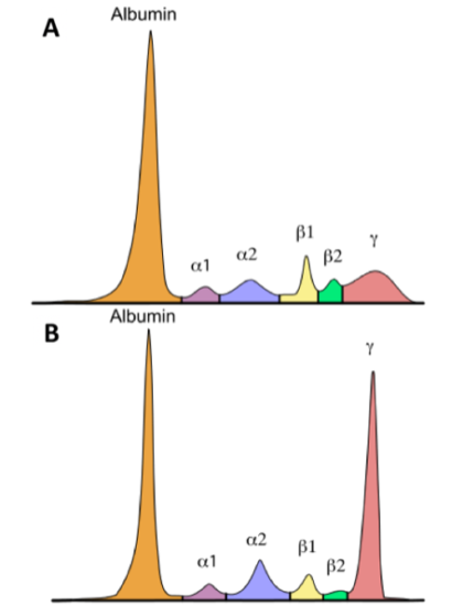 The Attack of the Clones: The Armamentarium of Tests to Find Monoclonal ...