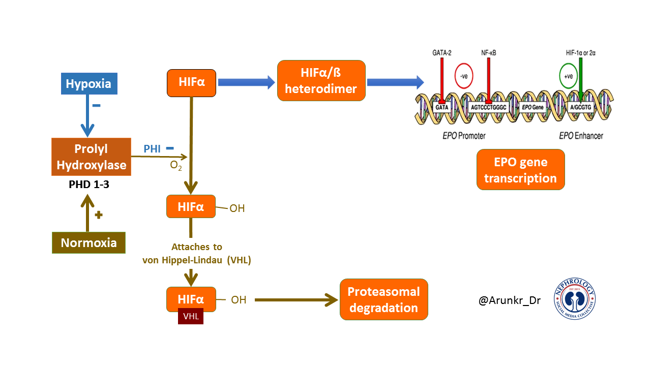 Treating Anemia in CKD in the Era of HIFs: A Ray of Hope? - Renal ...
