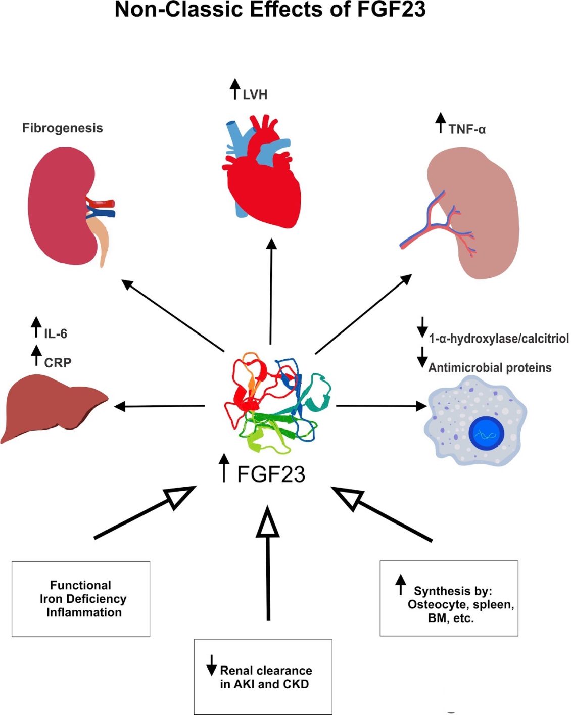 The Role of FGF23 in AKI and CKD: Beyond Phosphorus Regulation - Renal ...