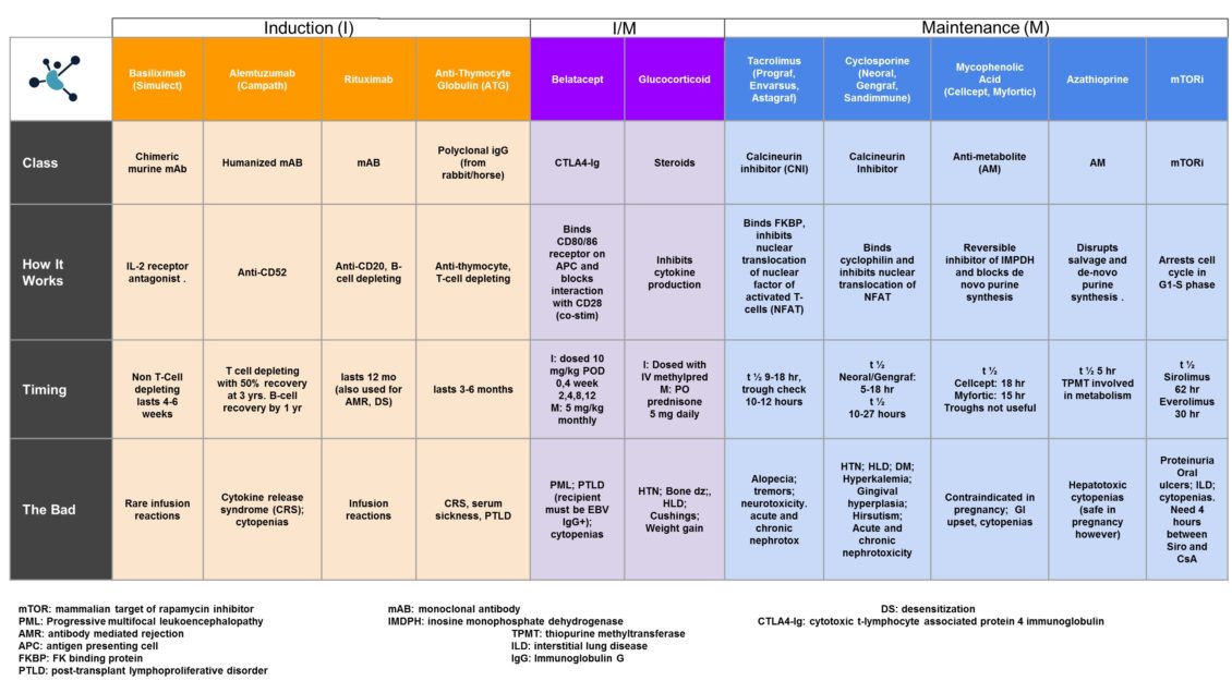A Guide to Immunosuppression in Transplantation - Renal Fellow Network