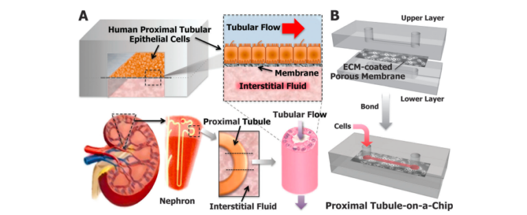 Organ-On-A-Chip: Novel Direction of Physiology Research and Drug ...