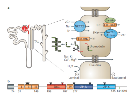 From Start to Beginning: The Tale of Uromodulin - Renal Fellow Network