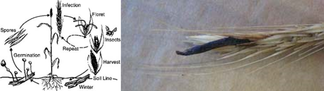 St Anthony’s Fire: Ergot and the Kidney - Renal Fellow Network