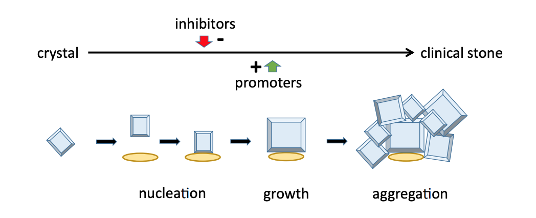 Skeleton Key Group: Electrolyte Case #10 - Renal Fellow Network
