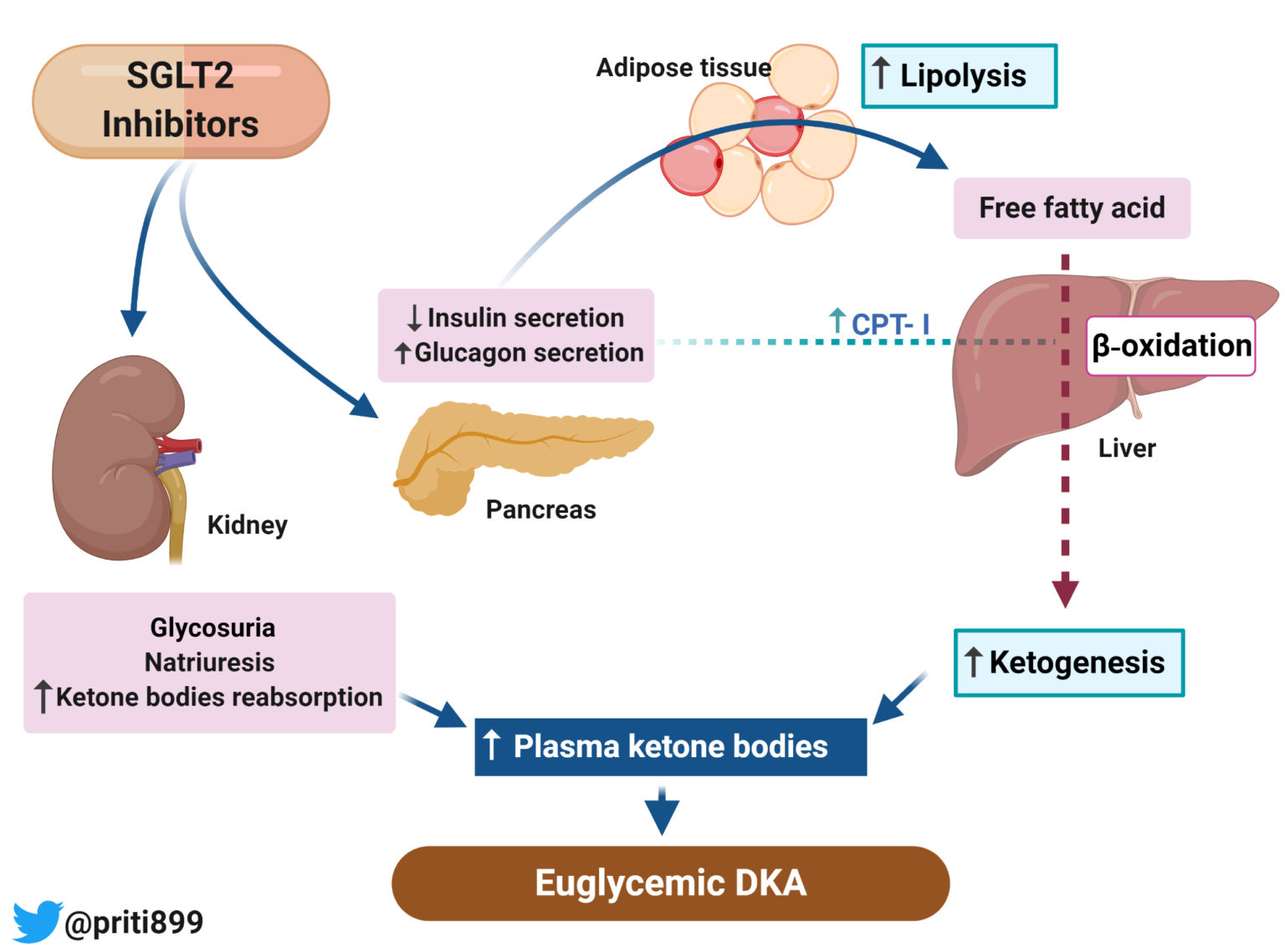 Basic Immunologic Principles in Transplantation - Renal Fellow Network
