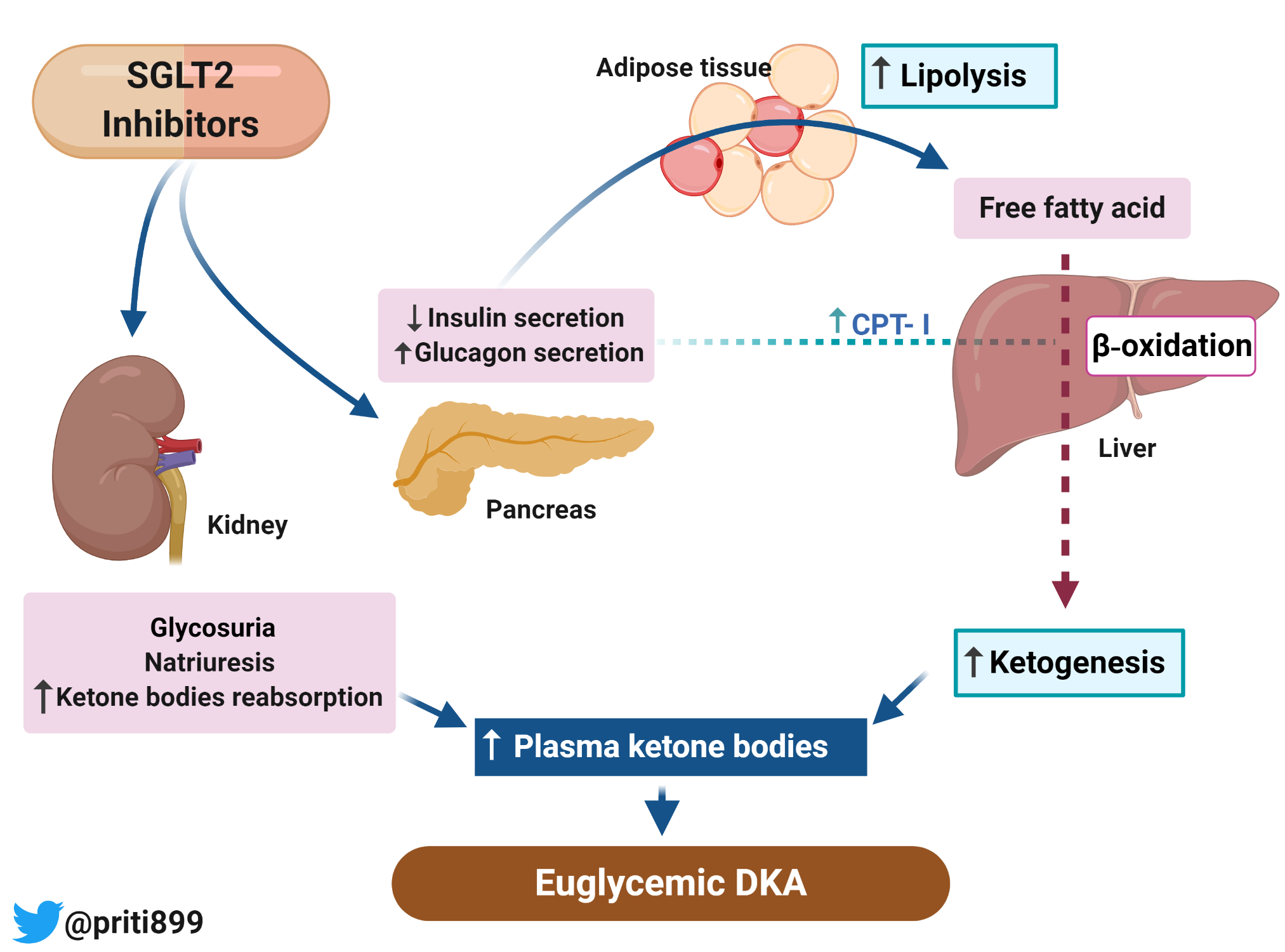 Pathophysiology Of Diabetic Ketoacidosis Diabetic Ketoacidosis Dka 