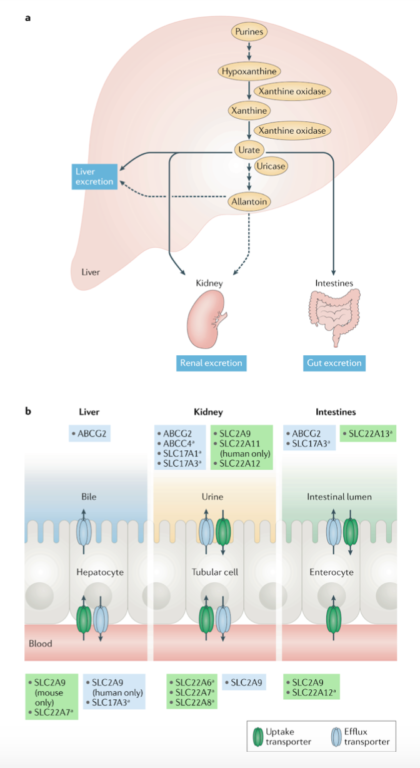 Better Together: Novel Model Sets the Stage for Understanding Urate ...