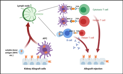 Basic Immunologic Principles in Transplantation - Renal Fellow Network