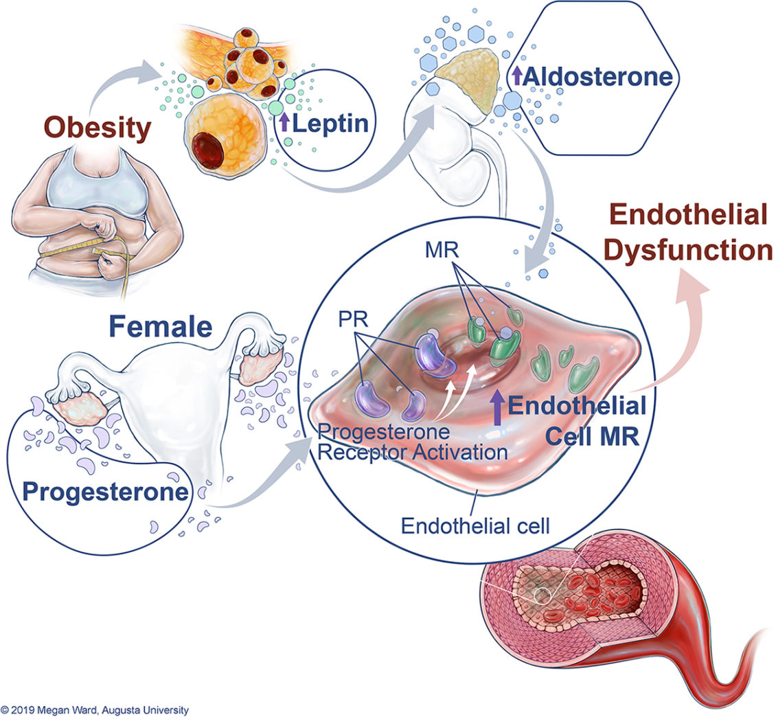 Evolutionary role for aldosterone in females: implications for ...