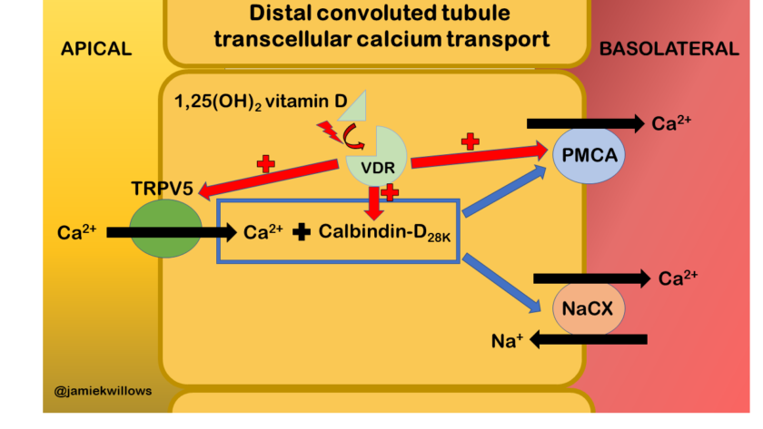 Skeleton Key Group Case 13: Hypercalcemia - Renal Fellow Network