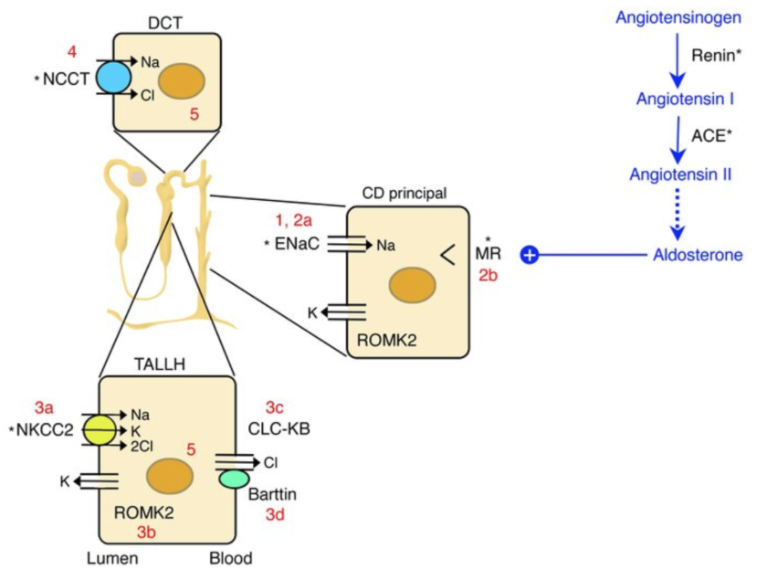 Evolutionary role for aldosterone in females: implications for ...