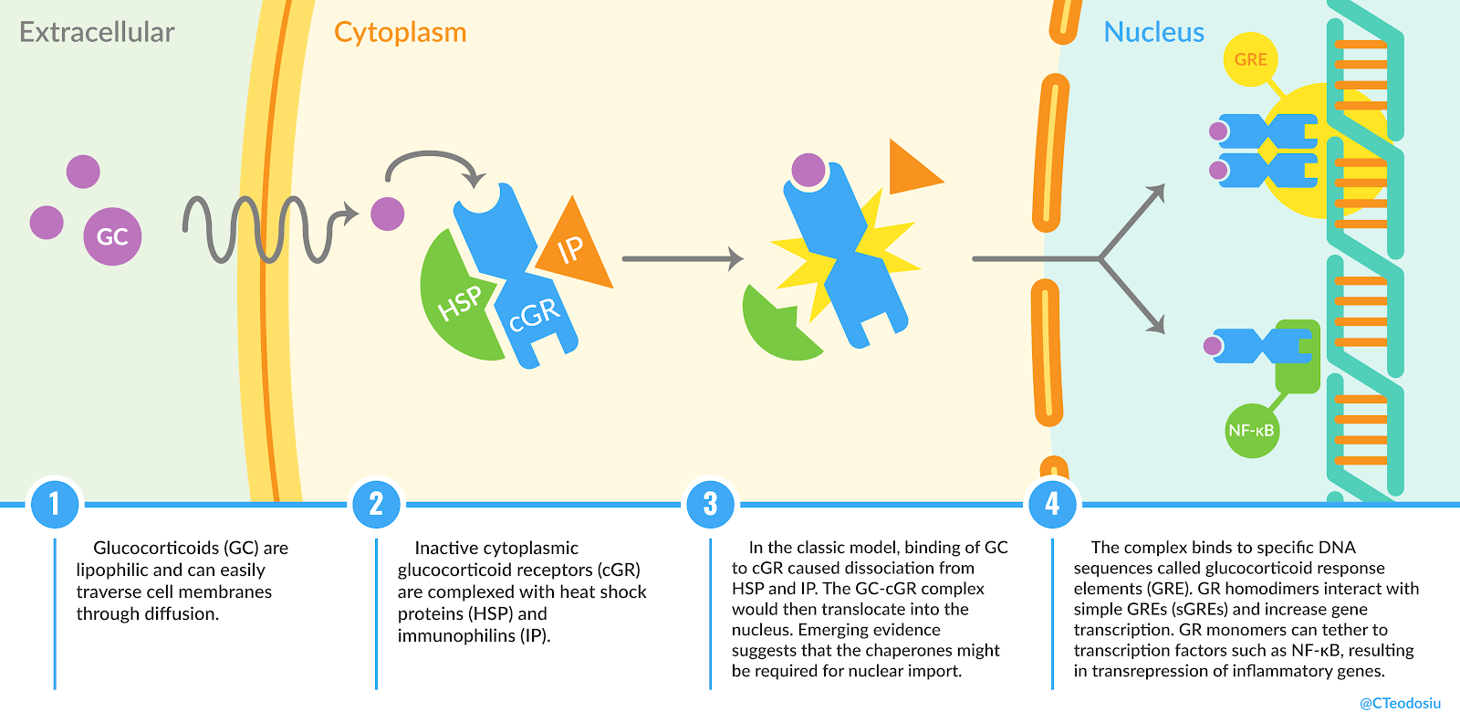 Systemic glucocorticoids: an overview of side effects - Renal Fellow ...