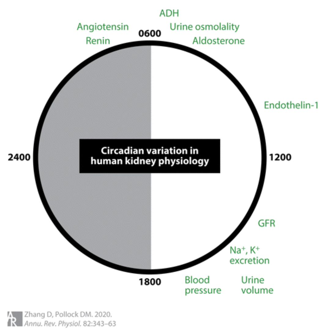 Influence of Circadian Clock on Blood Pressure Control - Renal Fellow ...