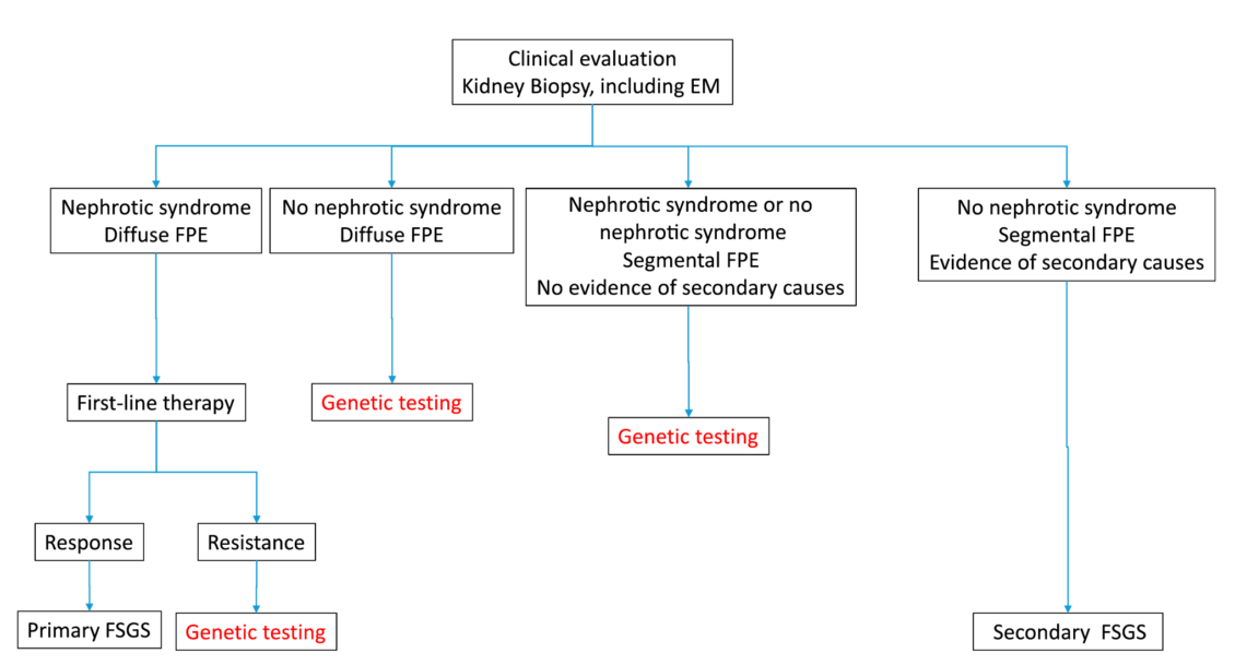 Kidney Biopsy of the Month: Focal Segmental Glomerulosclerosis - Renal ...