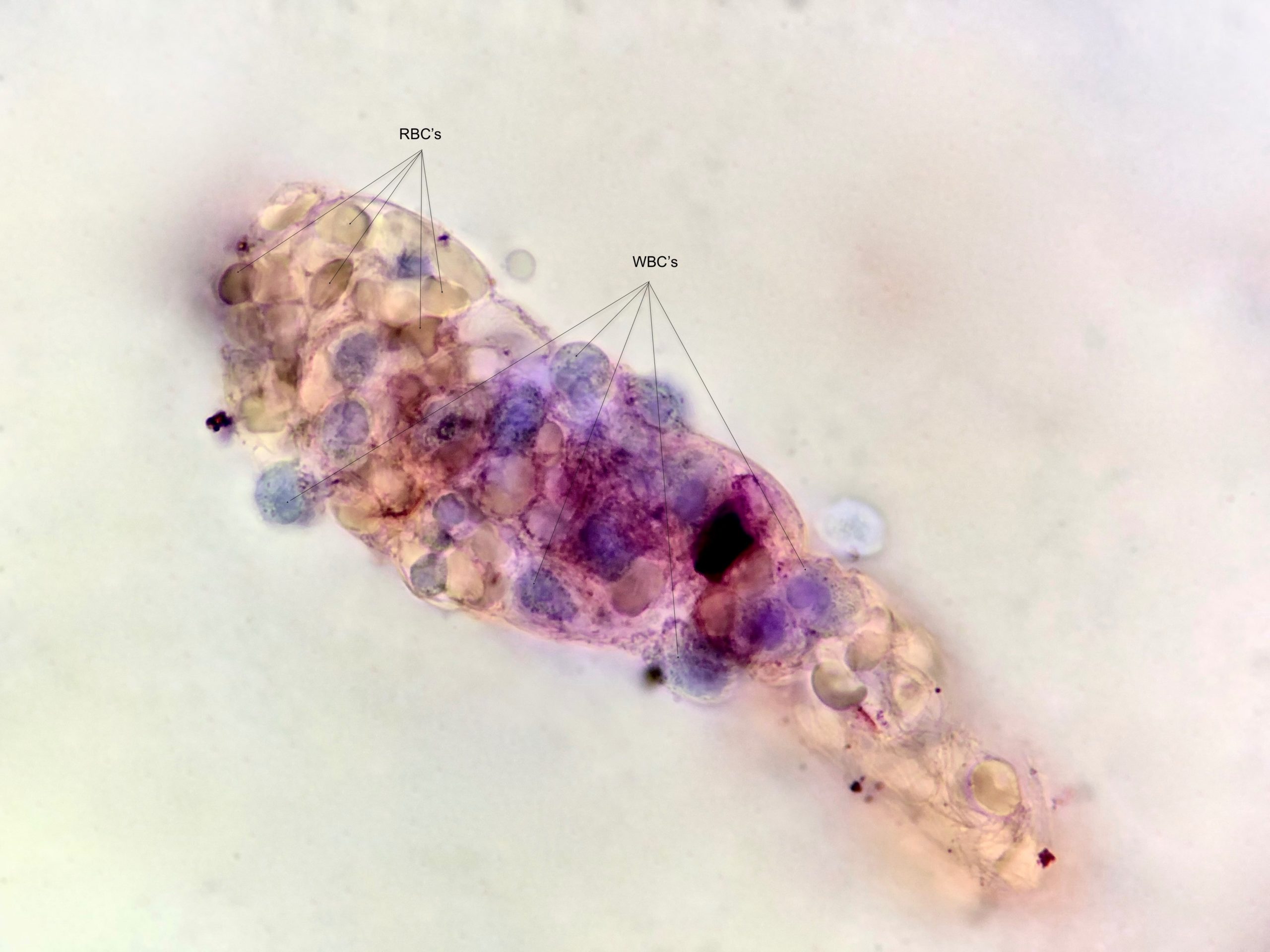 Cellular Cast Cellular Cast