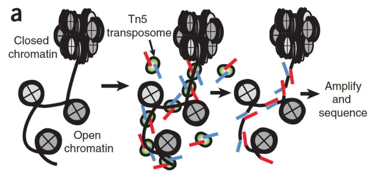 Beyond RNA: How Integration of Single Nucleus Chromatin Accessibility ...
