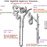 NephSIM Nephrons Archives - Renal Fellow Network