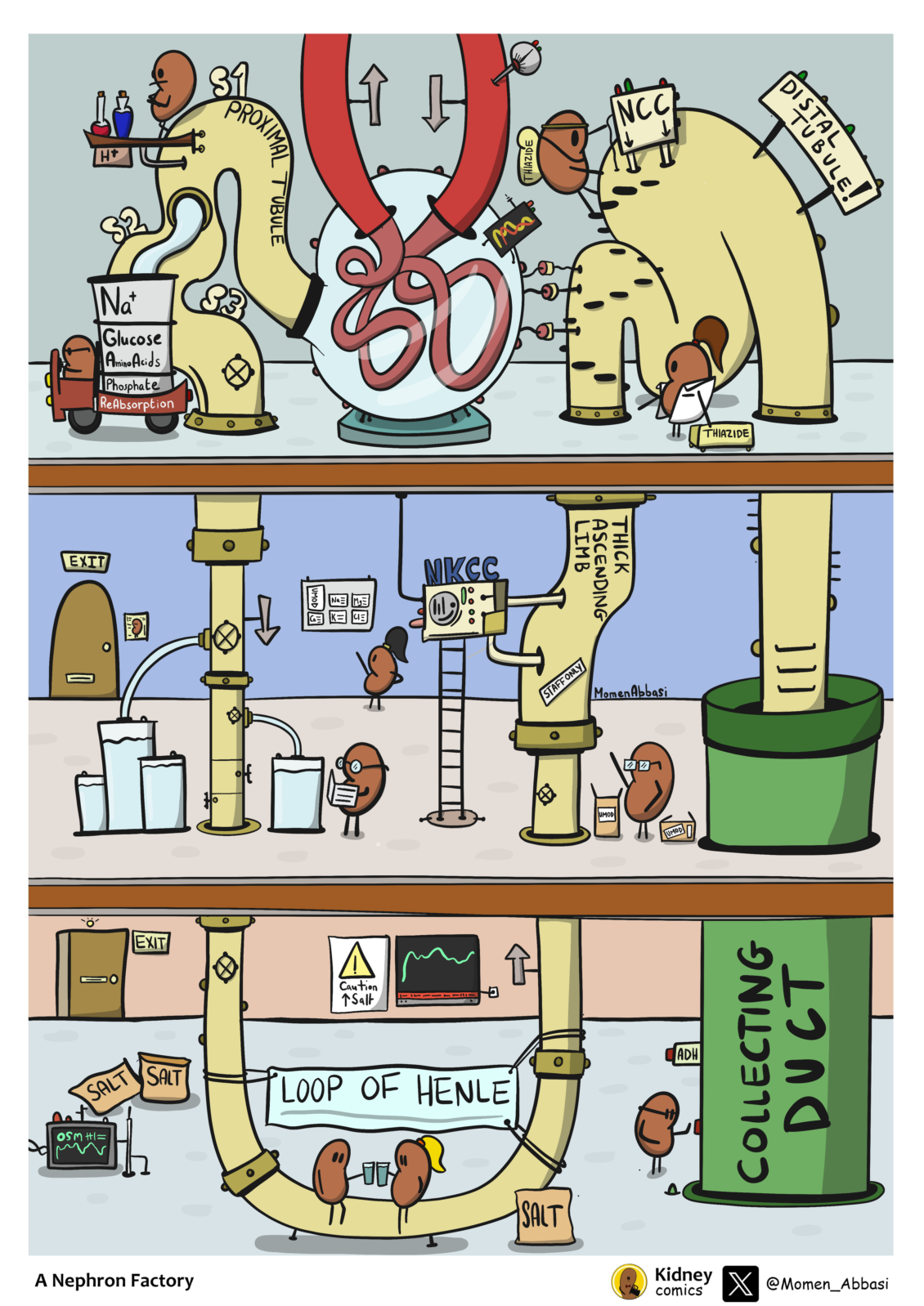 Kidney Comics: The Nephron Factory - Renal Fellow Network