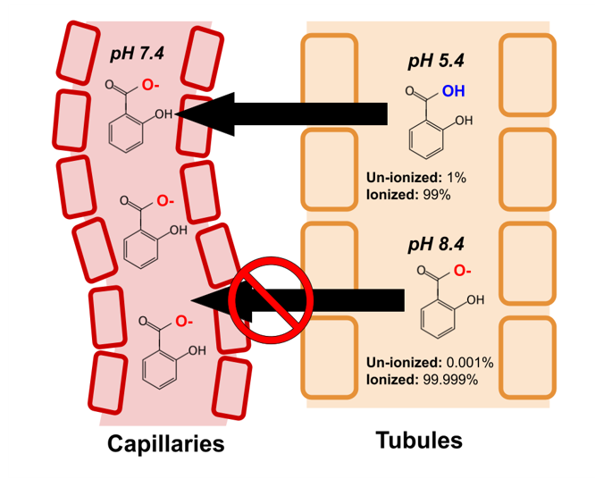 Skeleton Key Group Case #37: A case of elevated anion gap metabolic ...